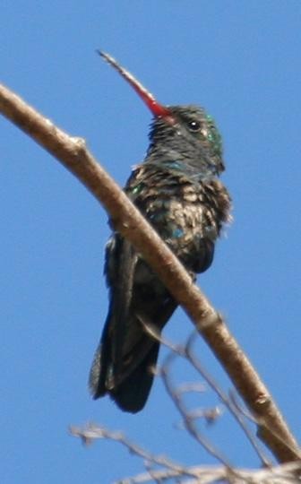 eBird Checklist - 12 Dec 2005 - Chrisanta Drive riparian (formerly La ...