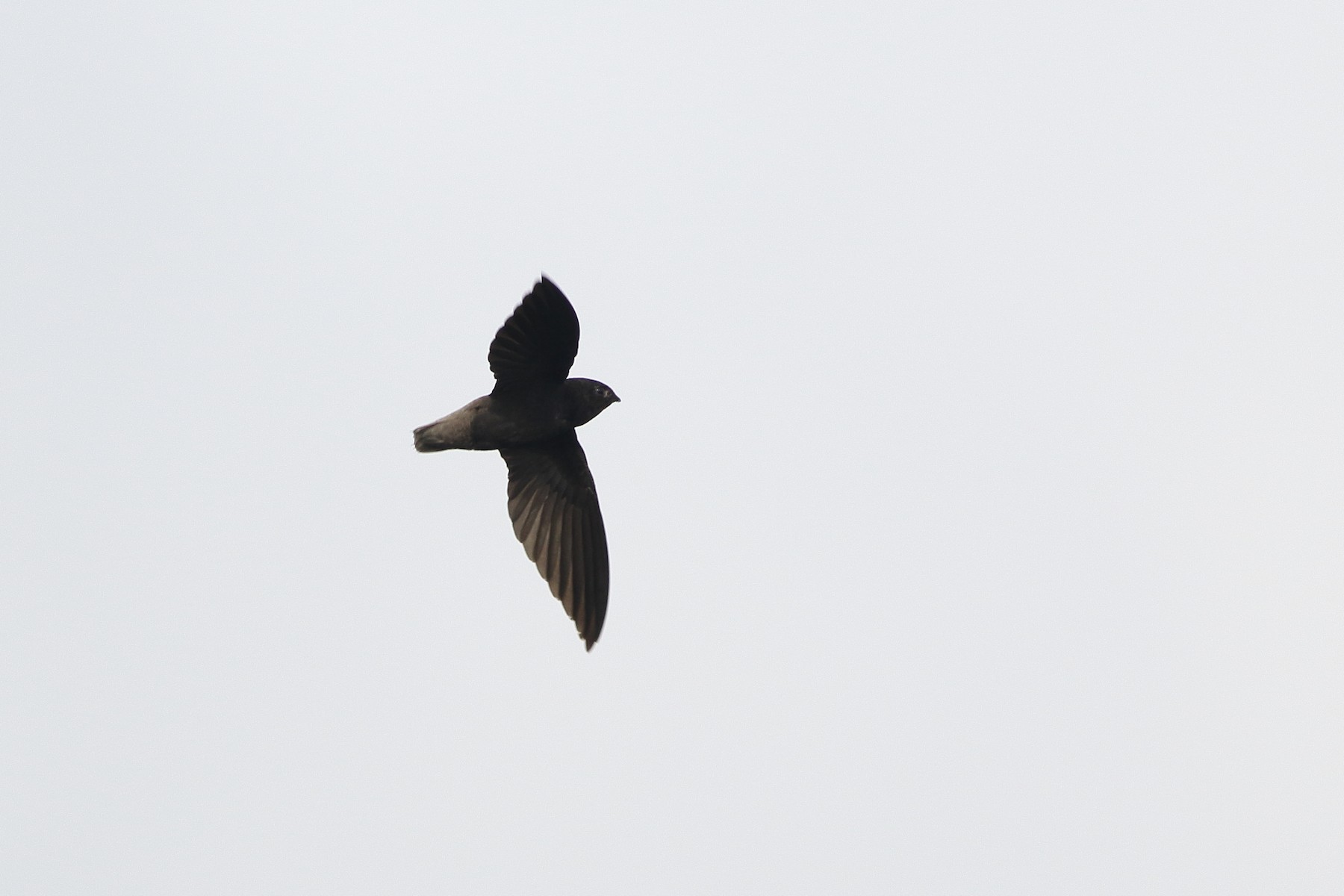 Short-tailed Swift (Short-tailed) - eBird