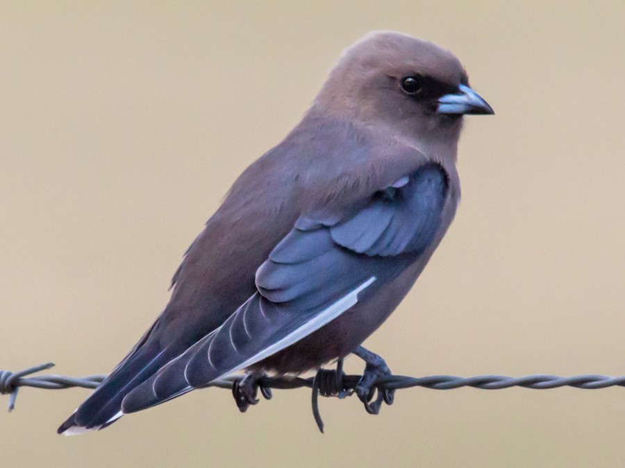 Dusky Woodswallow - eBird
