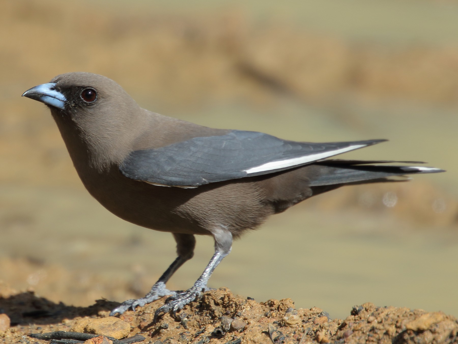 Dusky Woodswallow - eBird