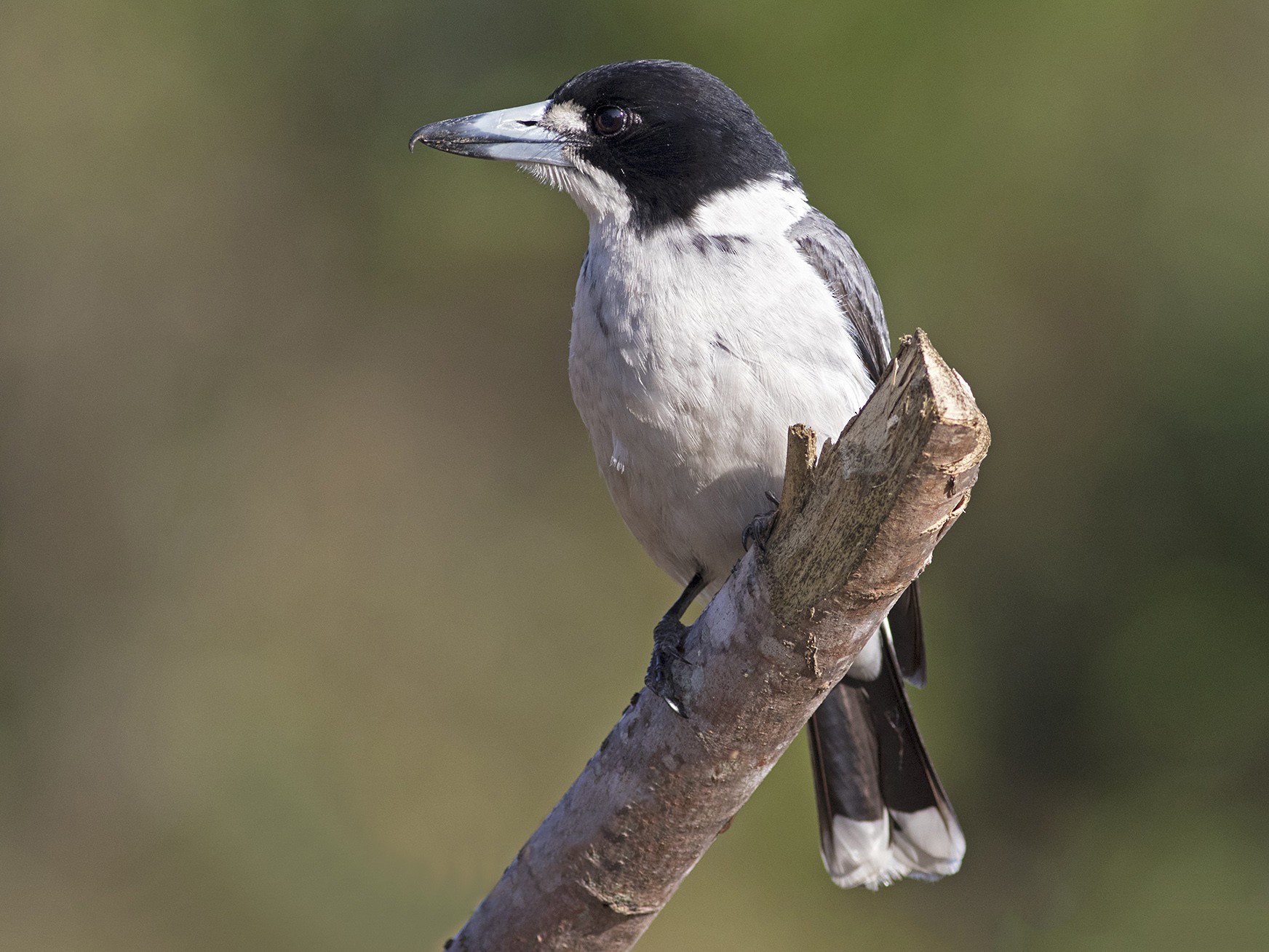 Gray Butcherbird - eBird