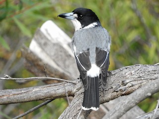 Gray Butcherbird - eBird