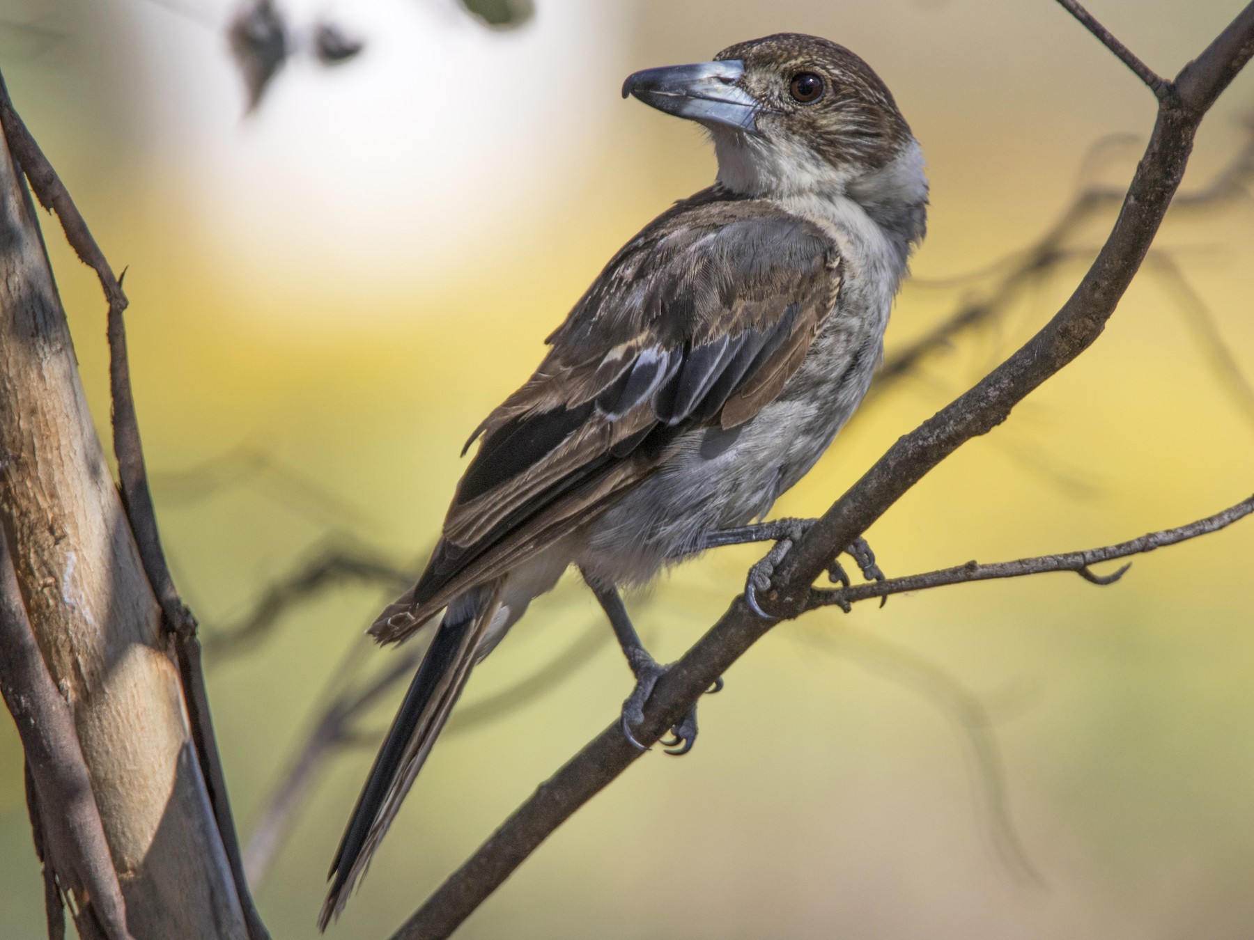 Gray Butcherbird - eBird