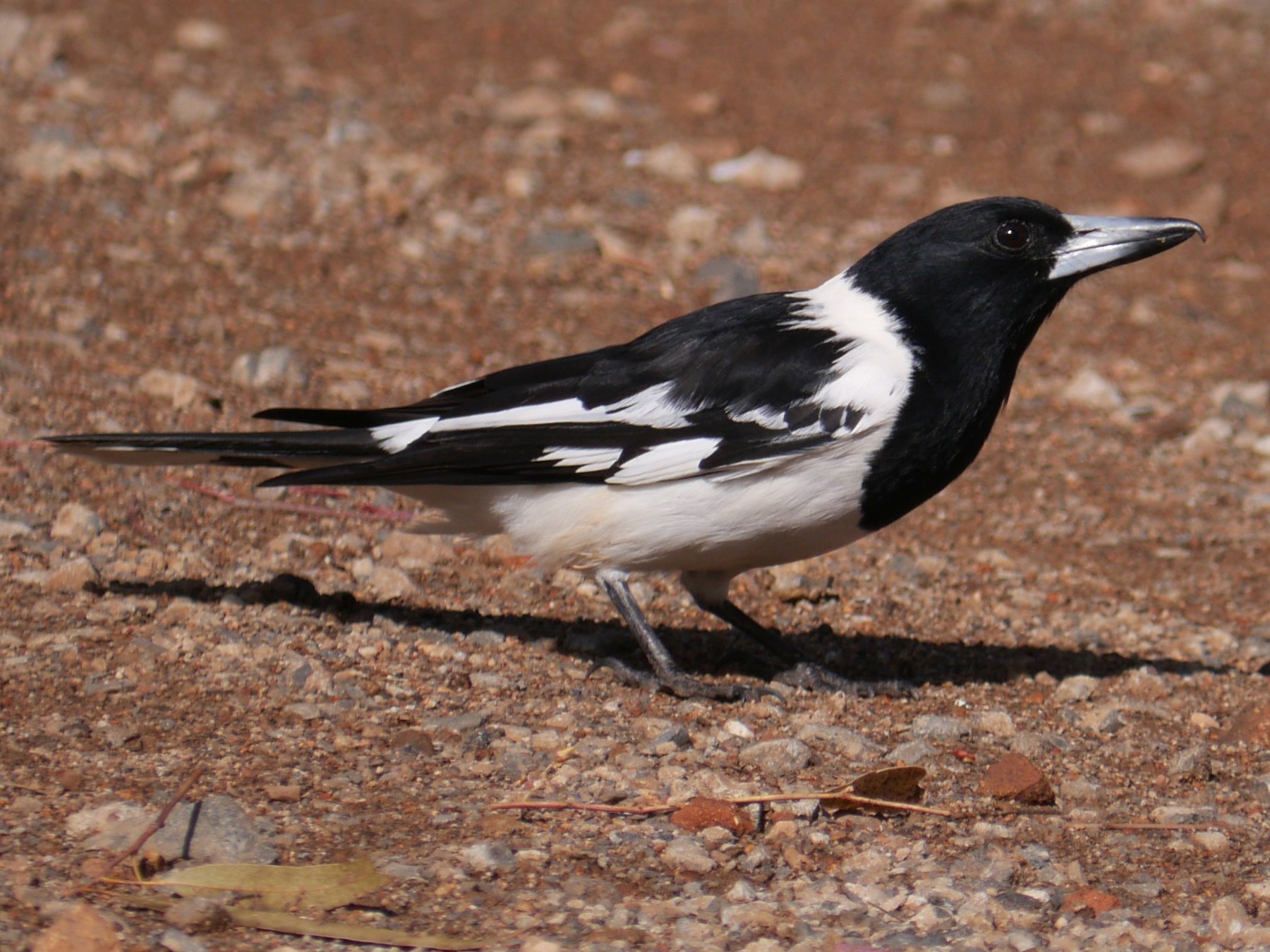 Pied Butcherbird - eBird