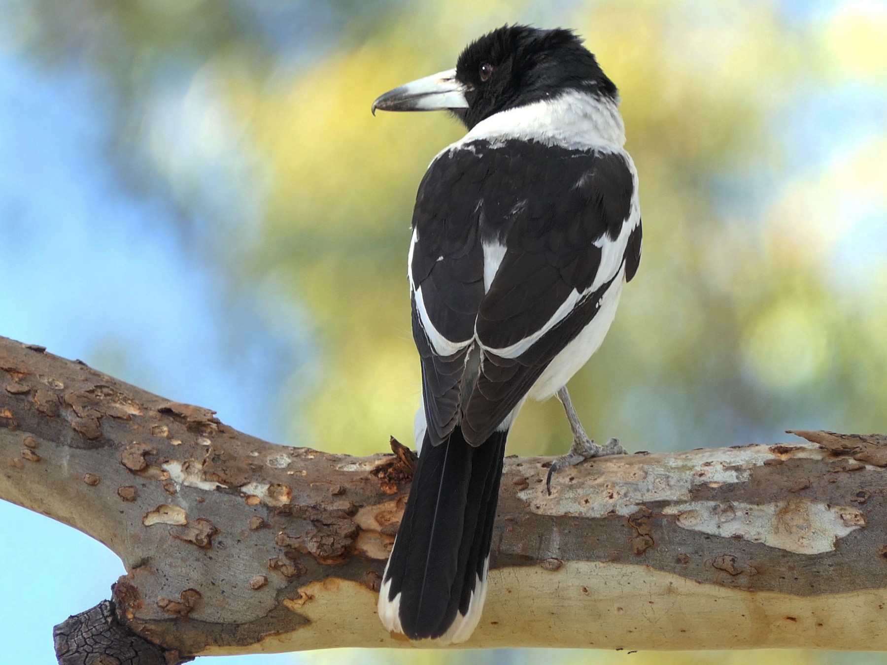 Pied Butcherbird - eBird