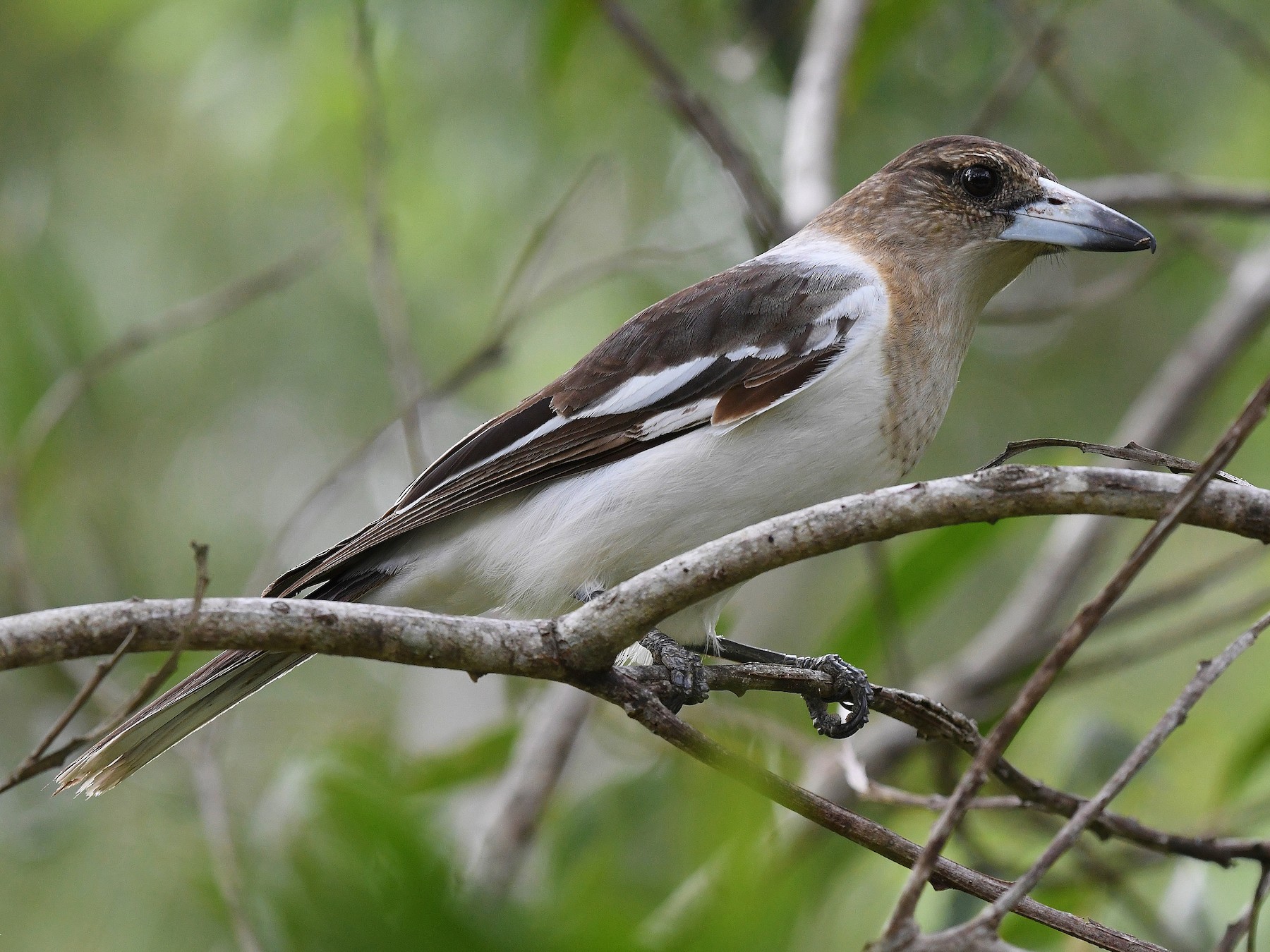 Pied Butcherbird - eBird