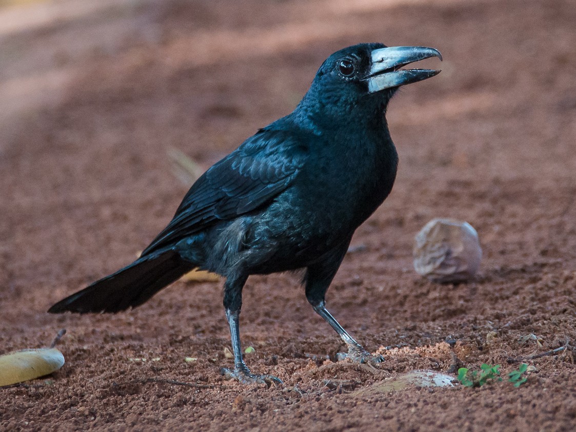 Black Butcherbird - eBird