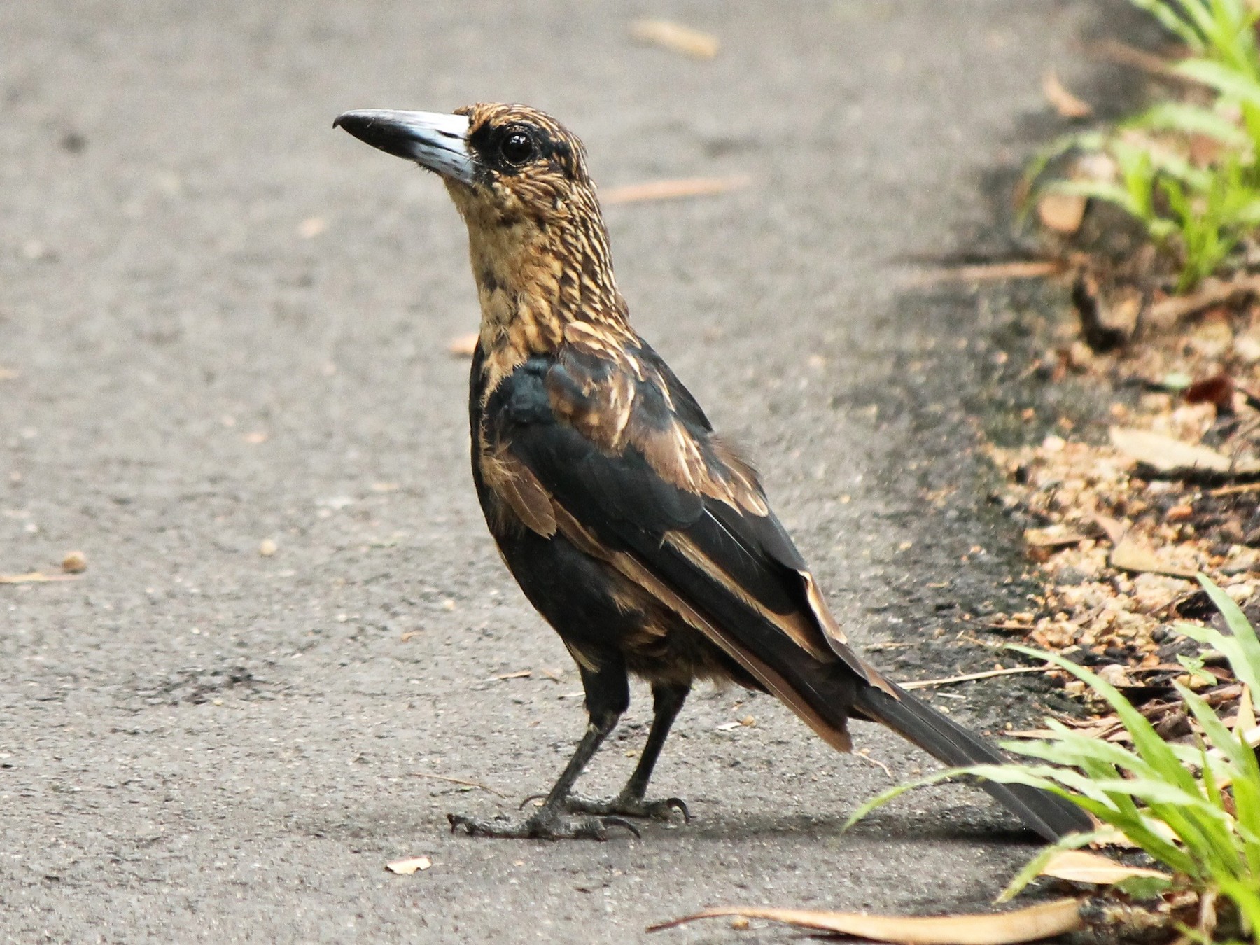 Black Butcherbird - eBird