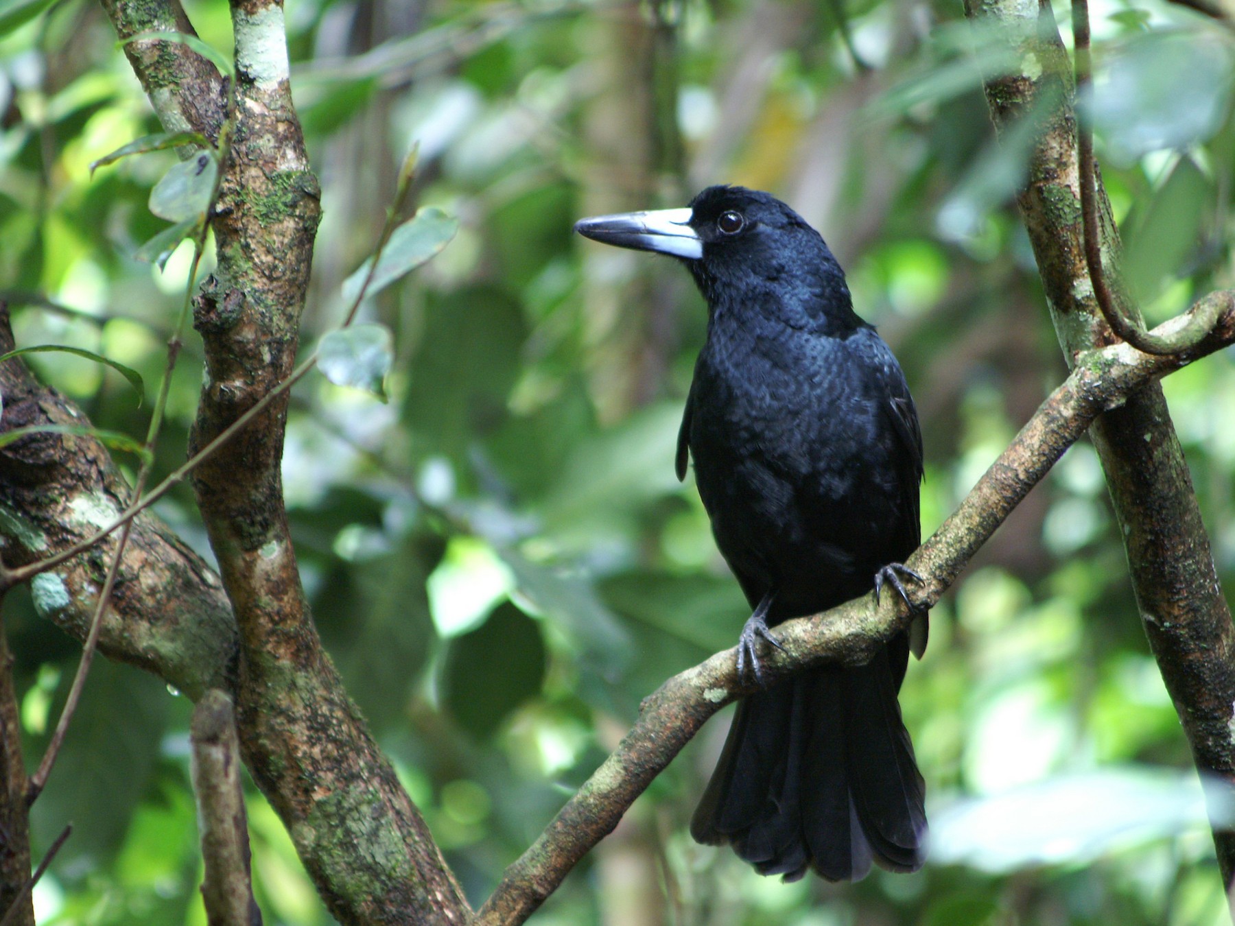 Black Butcherbird - eBird