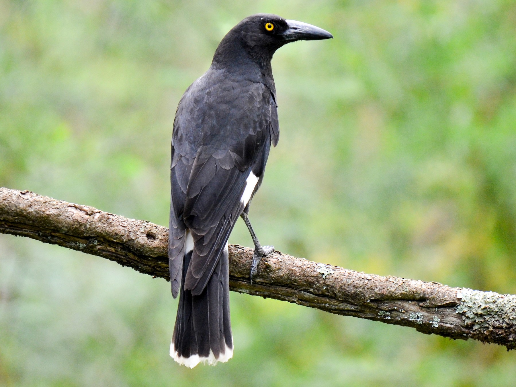 Pied Currawong - eBird