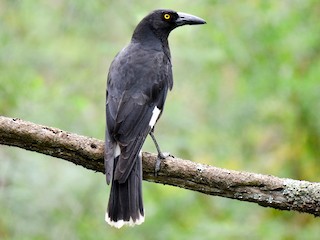 Pied Currawong - eBird