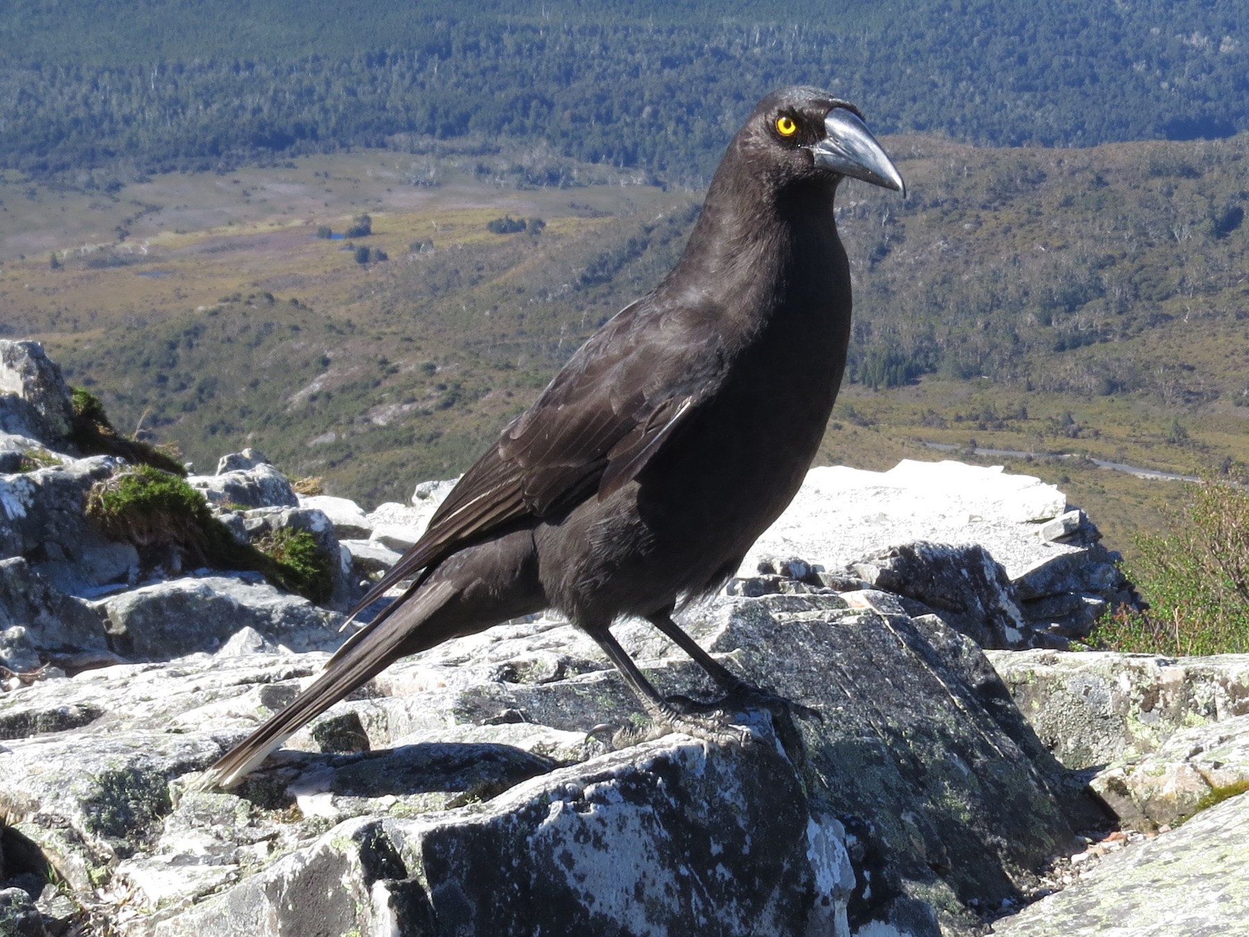Black Currawong - eBird