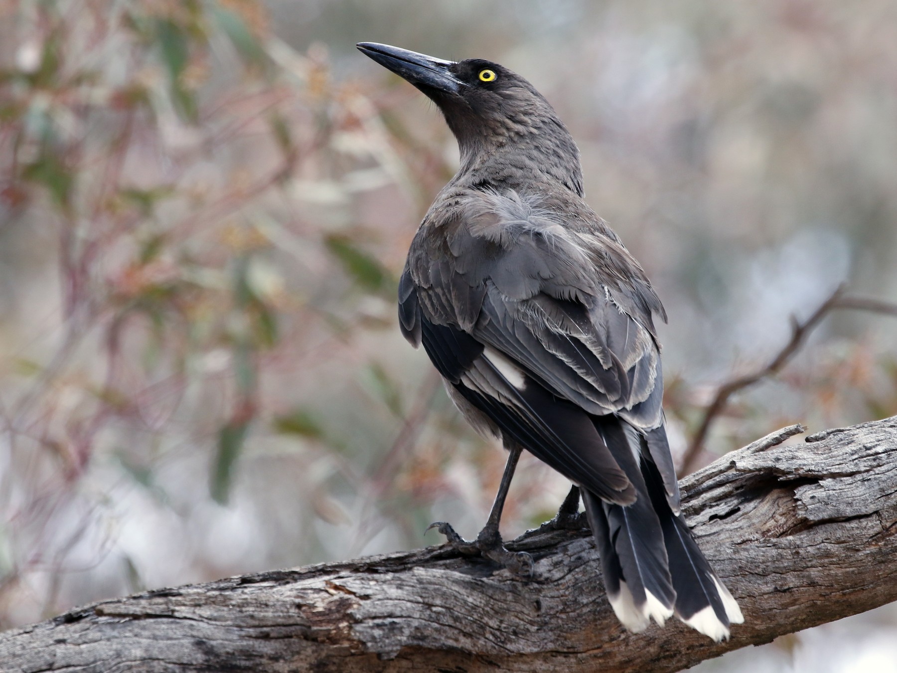 Gray Currawong - eBird