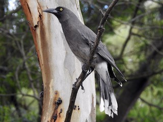 Gray Currawong - eBird