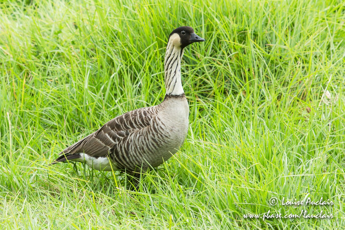 eBird Checklist - 6 Nov 2018 - Hakalau Forest NWR--Pua Akala Tract ...