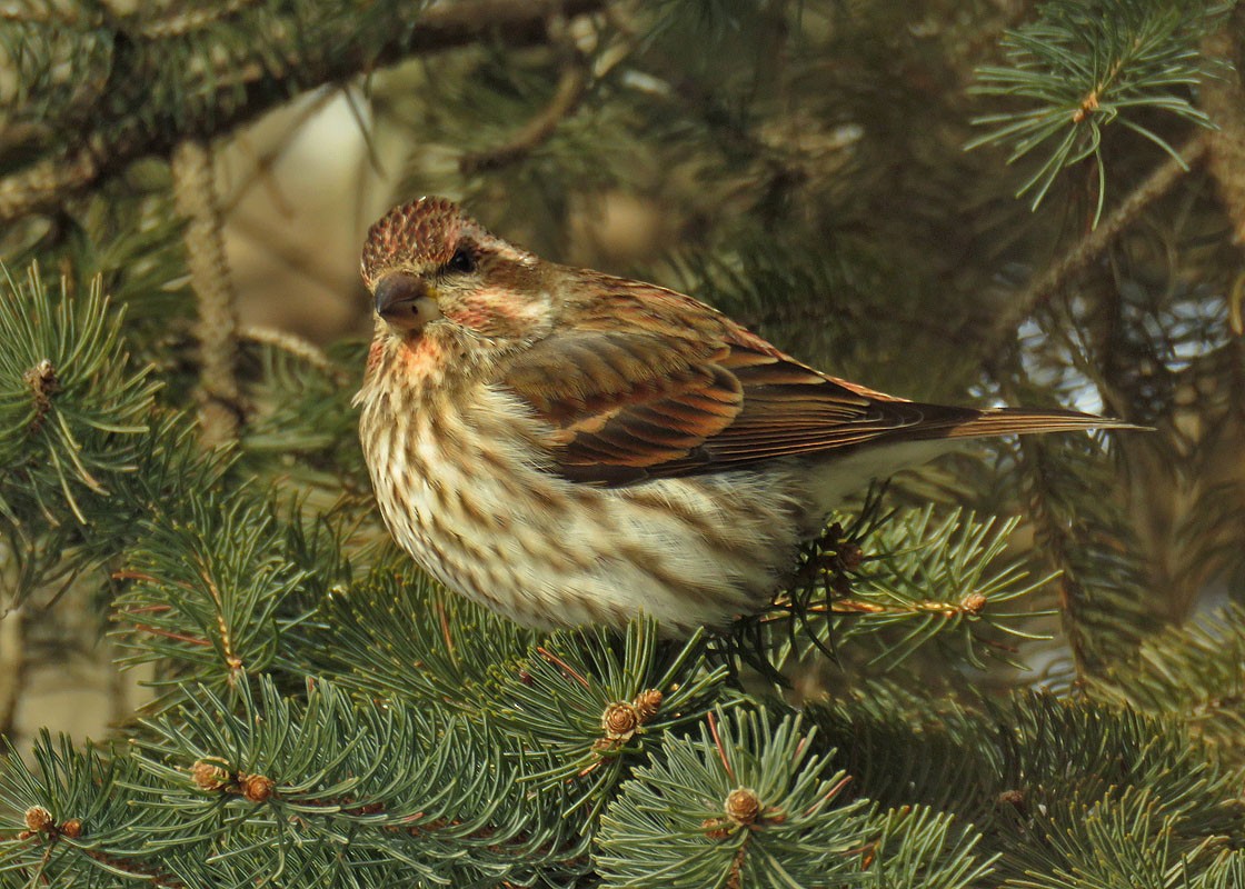 eBird Checklist - 11 Jan 2016 - TRS neighborhood - 1 species