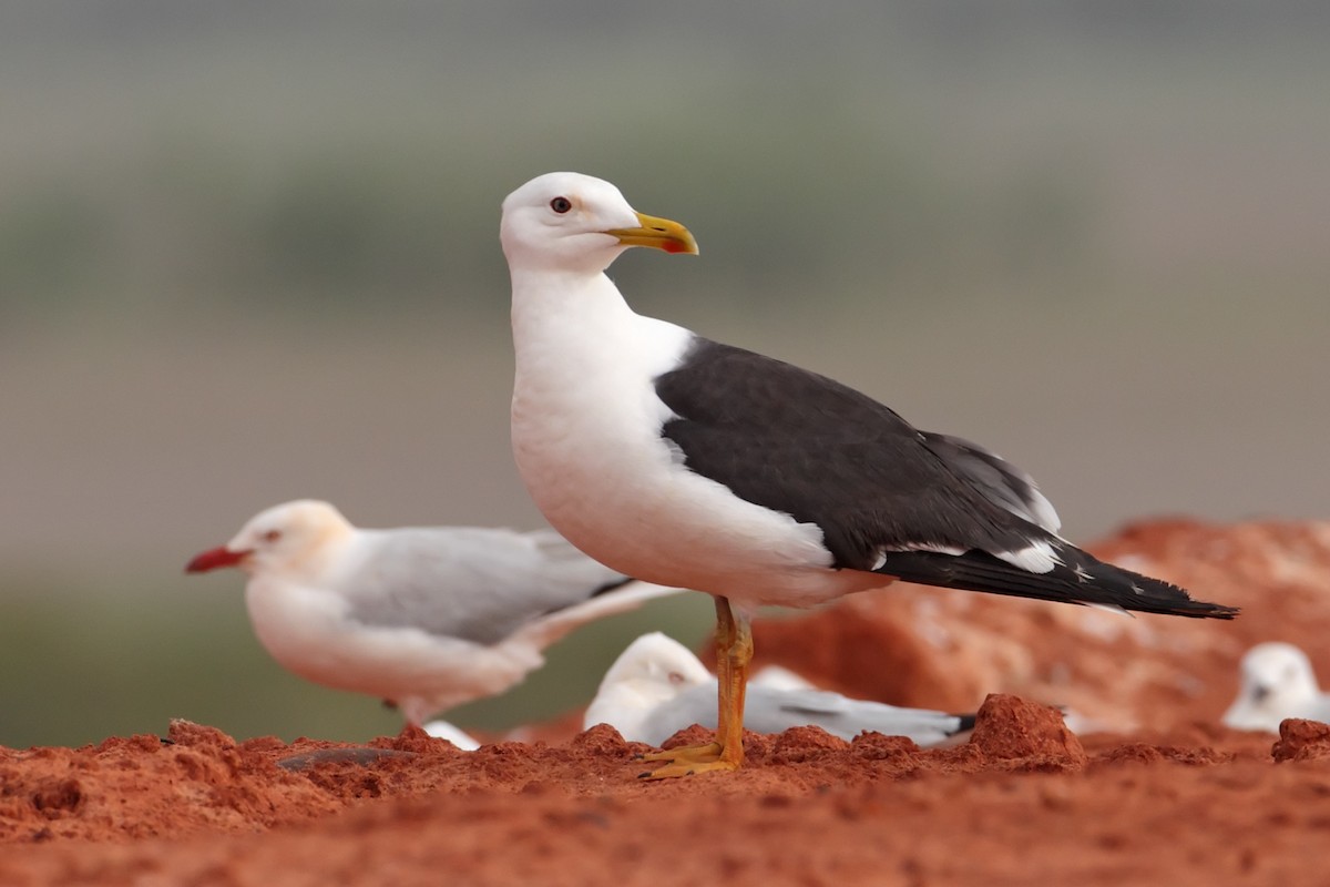 eBird Checklist - 19 Jan 2013 - Broome Waste Management Facility - 4 ...