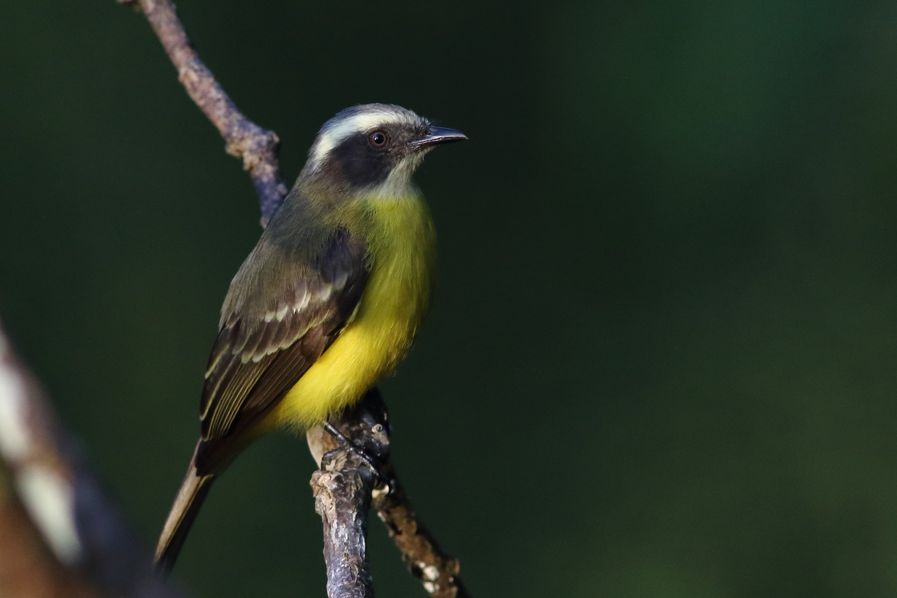 Luisito Común Grupo Similis Ebird