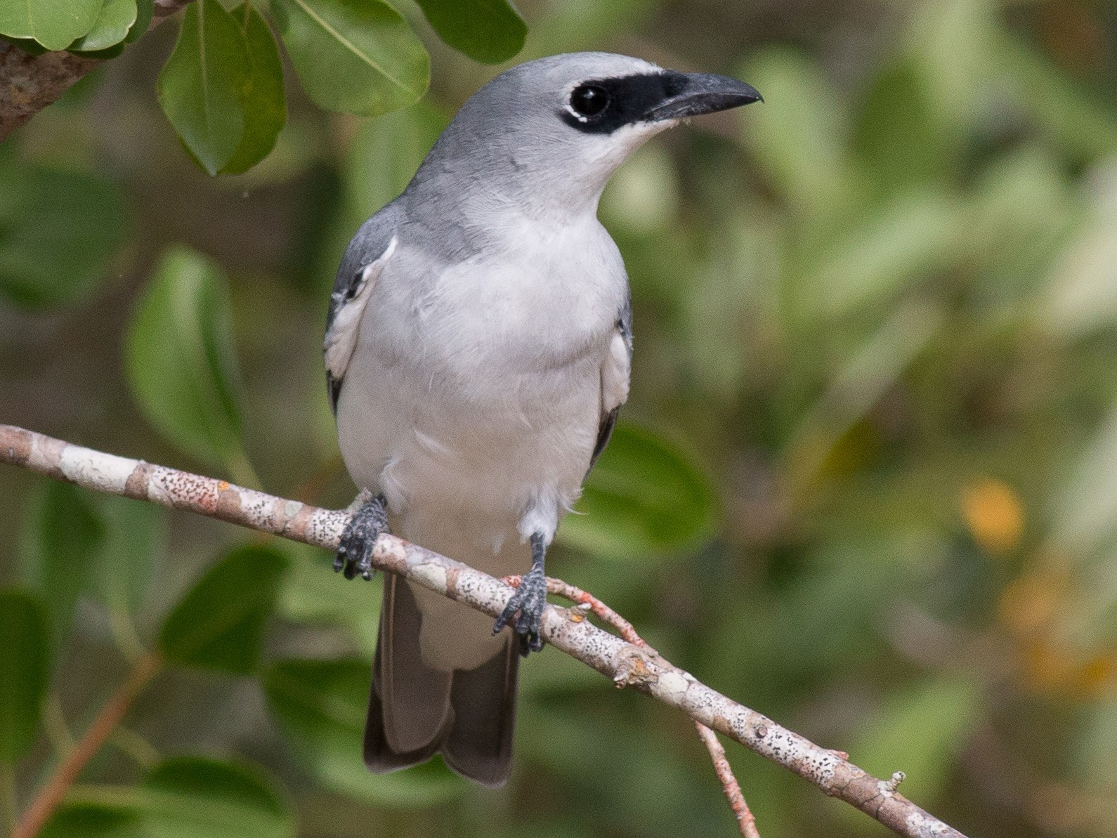 White-bellied Cuckooshrike - eBird