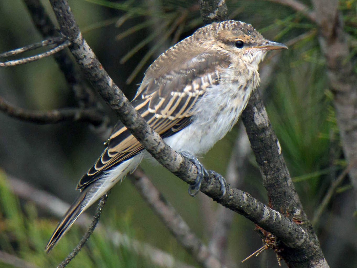 White-winged Triller - eBird