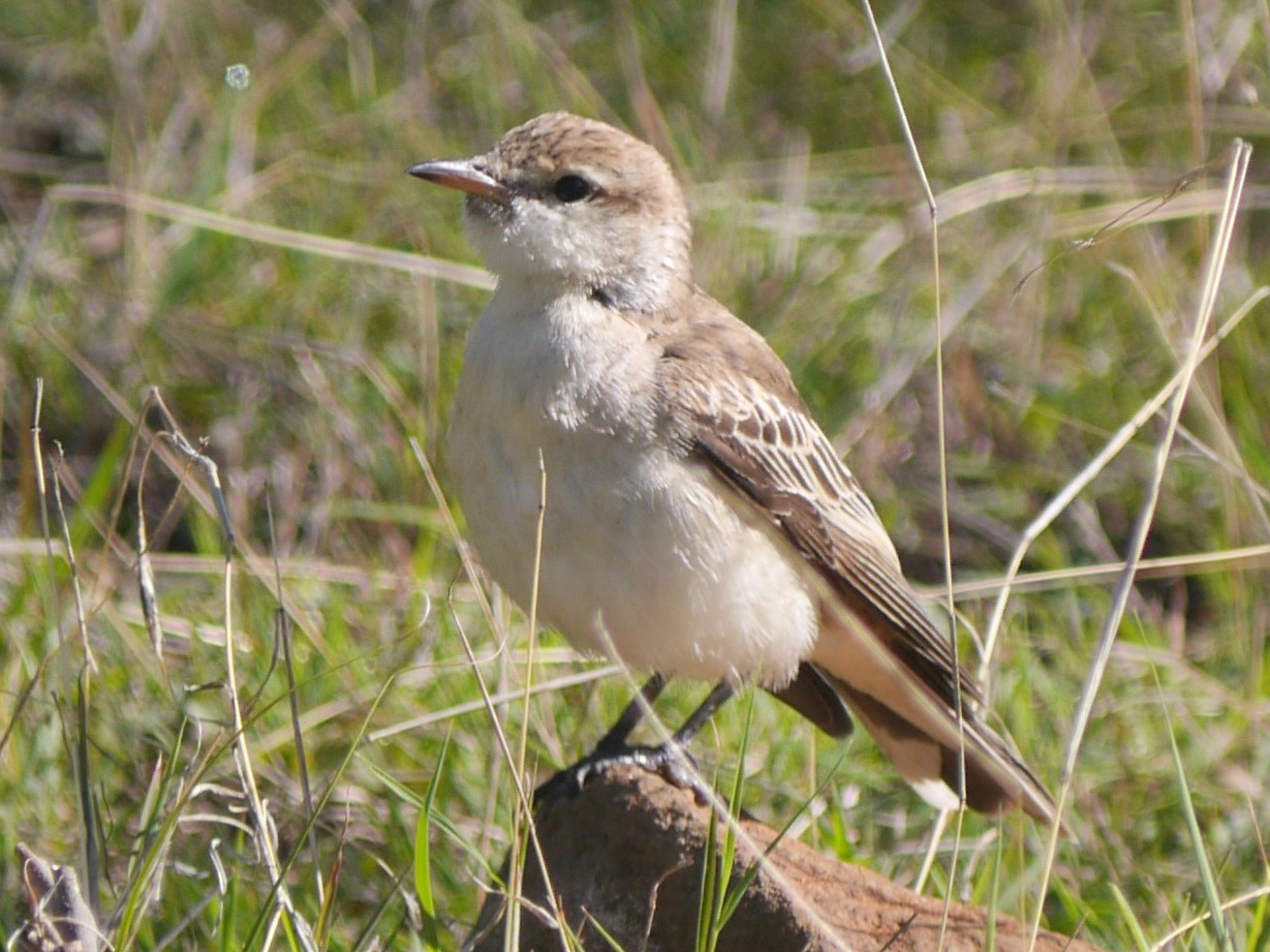White-winged Triller - eBird