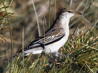 White-winged Triller - eBird