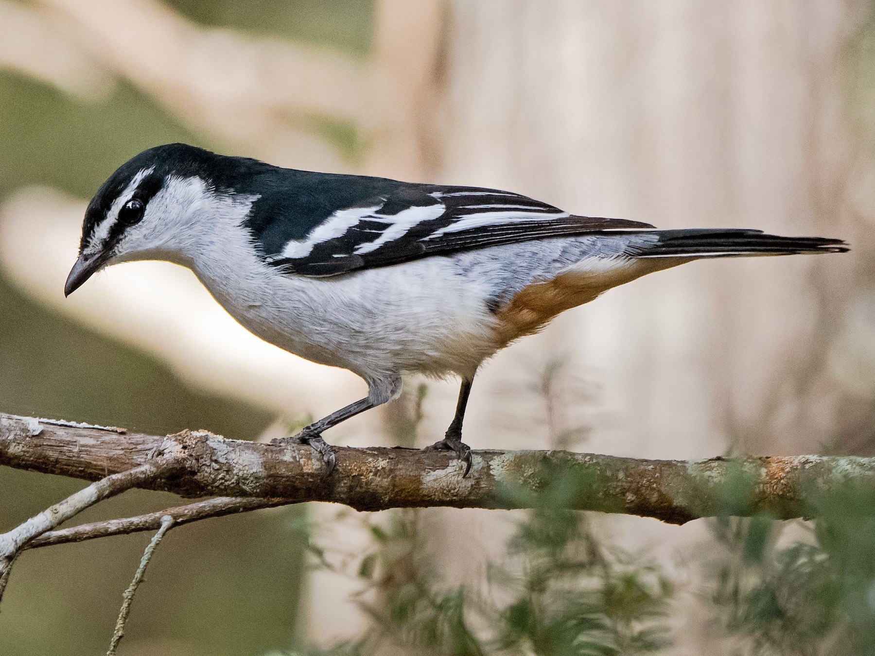 Varied Triller - eBird