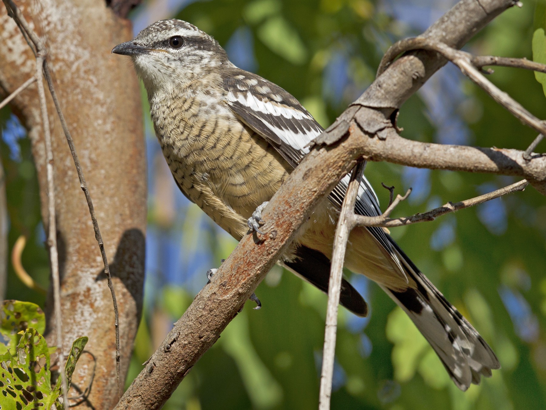 Varied Triller - eBird
