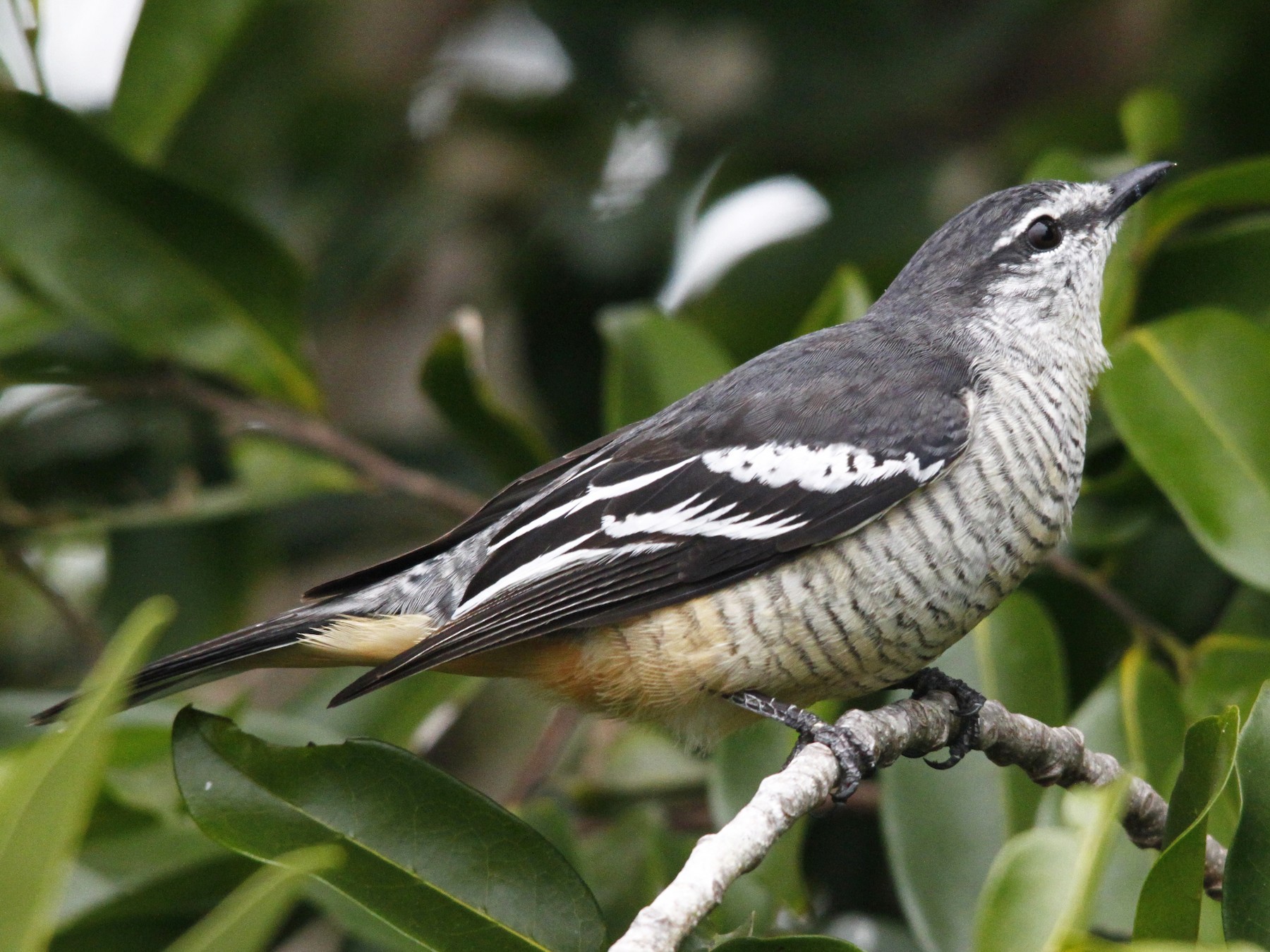 Varied Triller - eBird