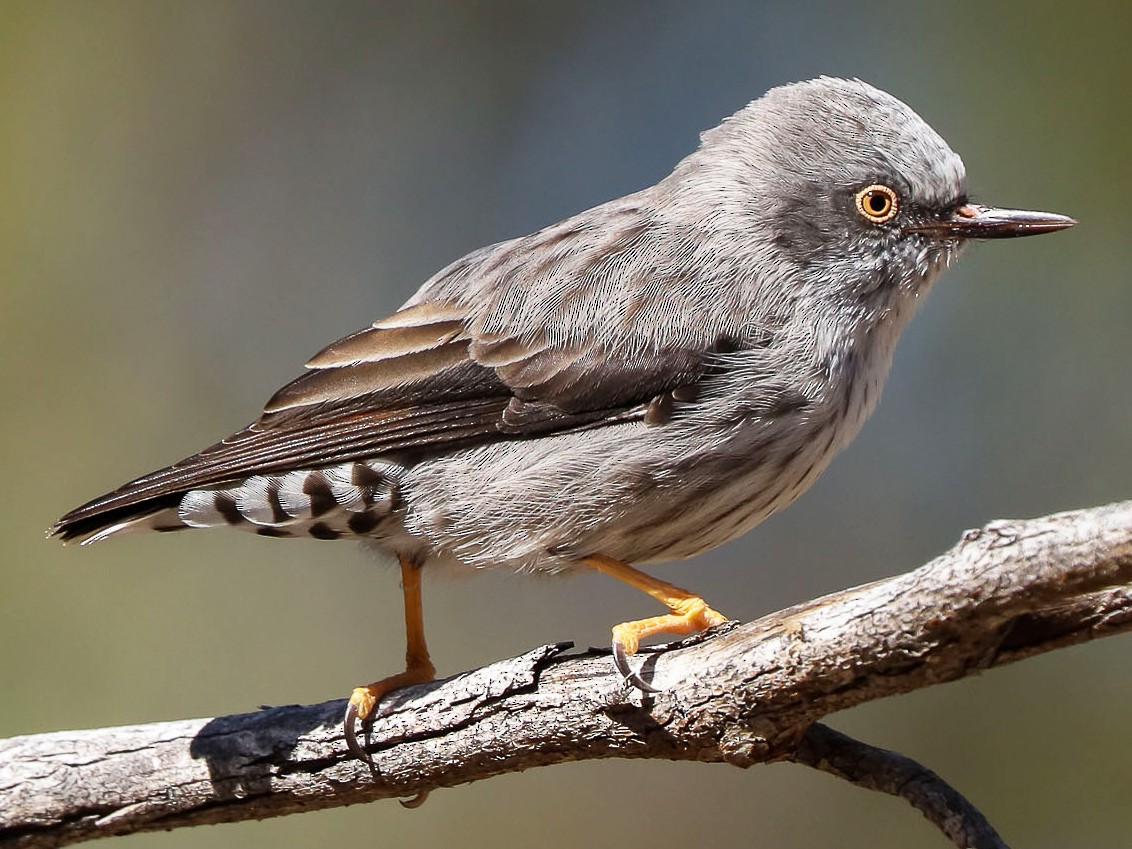 Varied Sittella - eBird