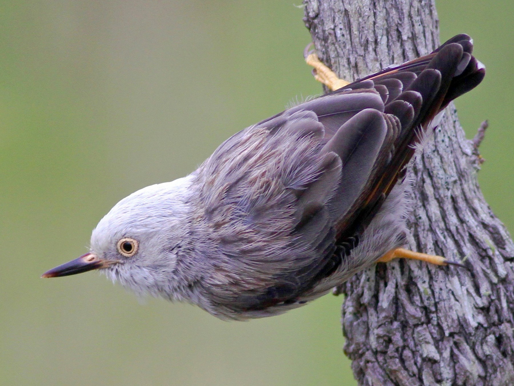 Varied Sittella - eBird