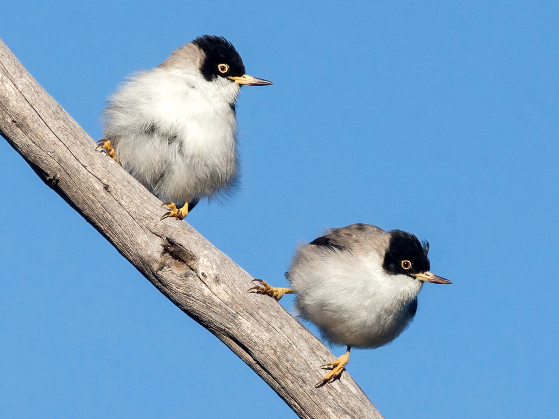 Varied Sittella - eBird
