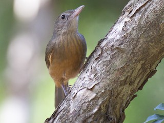 Little Shrikethrush (Rufous) - eBird