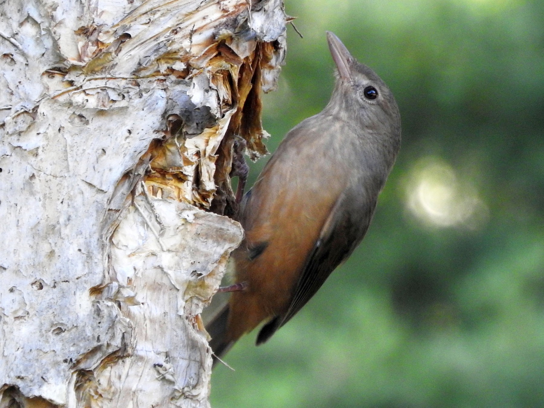 Rufous Shrikethrush - eBird