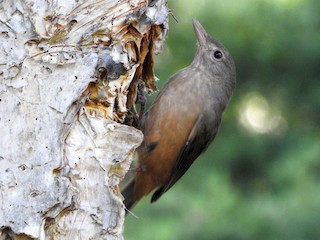 Little Shrikethrush (Rufous) - eBird