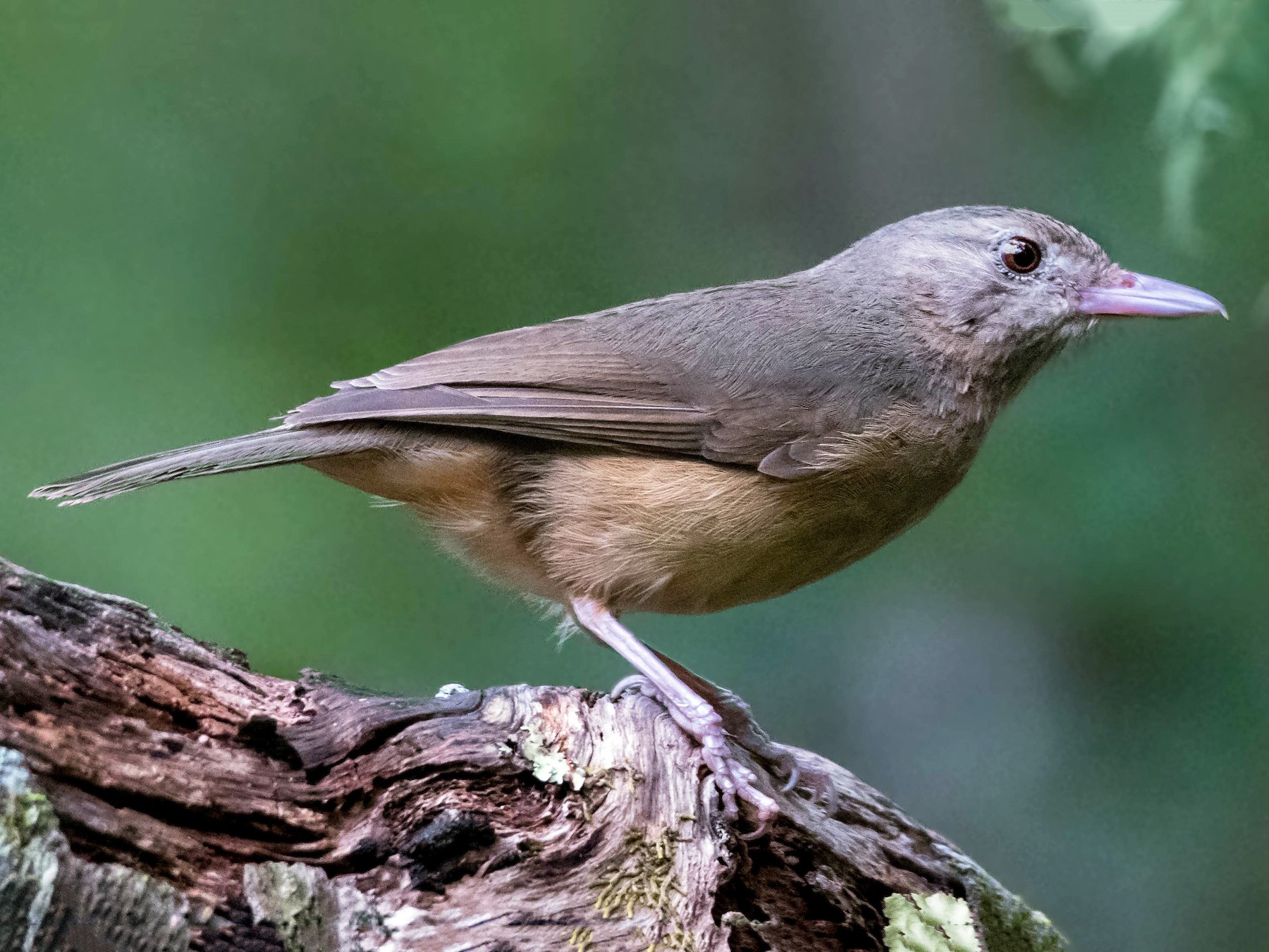 Rufous Shrikethrush - eBird
