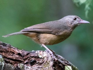 Little Shrikethrush (Rufous) - eBird