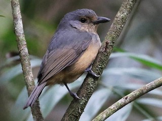 Bower's Shrikethrush - eBird