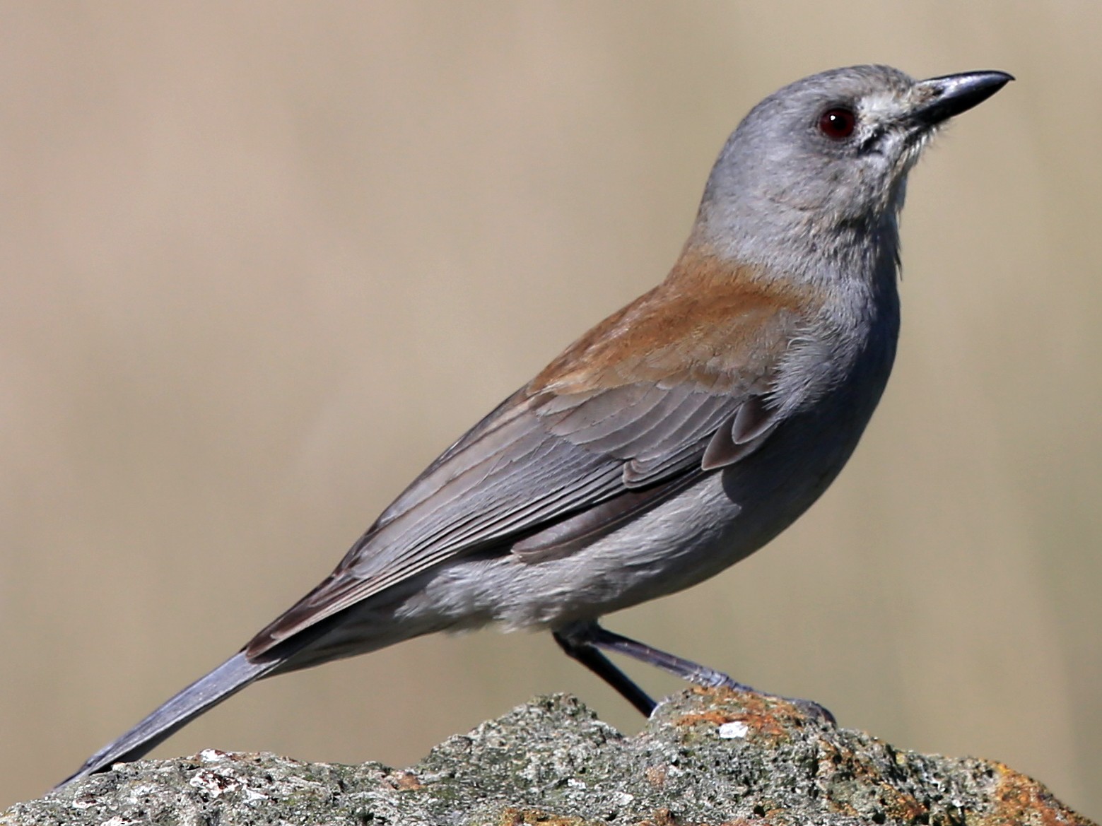 Gray Shrikethrush - eBird