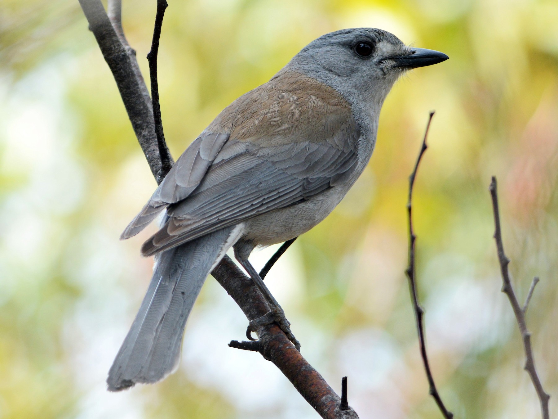 Gray Shrikethrush - eBird