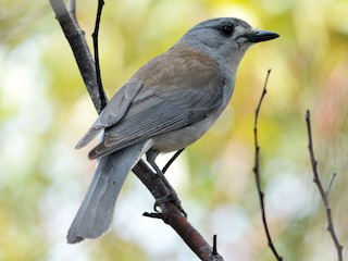 Gray Shrikethrush - eBird
