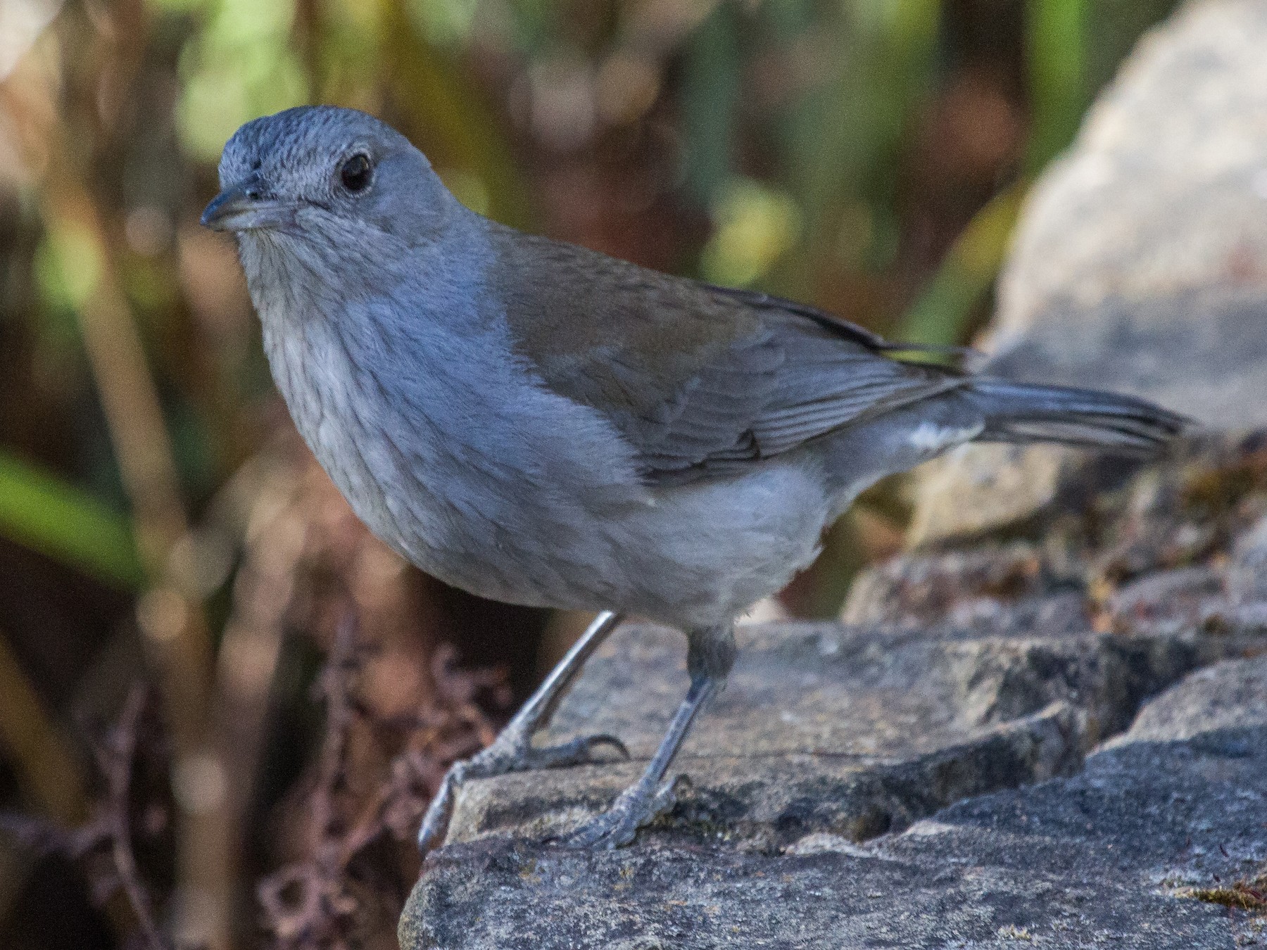 Gray Shrikethrush - eBird