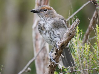 Gray Shrikethrush - eBird
