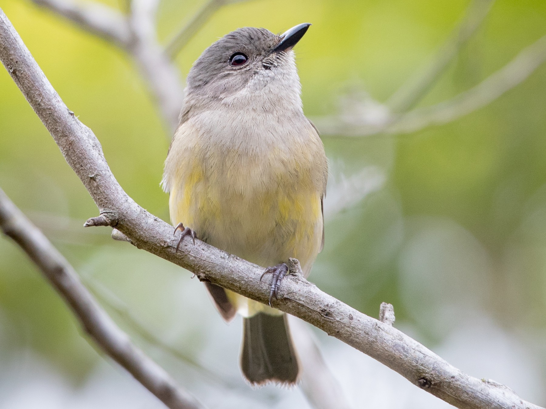 Golden Whistler - eBird
