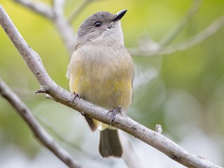 Golden Whistler (Eastern) - eBird
