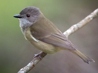 Golden Whistler (Eastern) - eBird