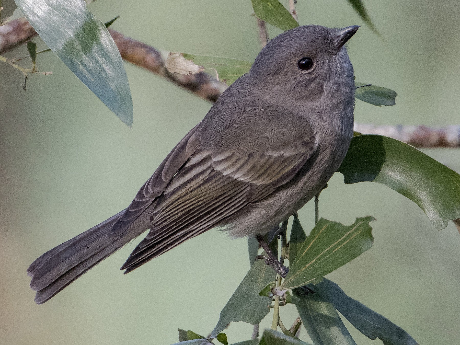 Golden Whistler - eBird