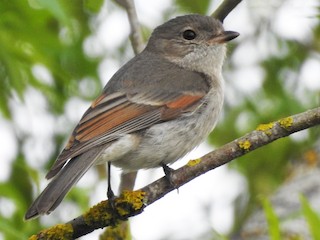 Golden Whistler (Eastern) - eBird