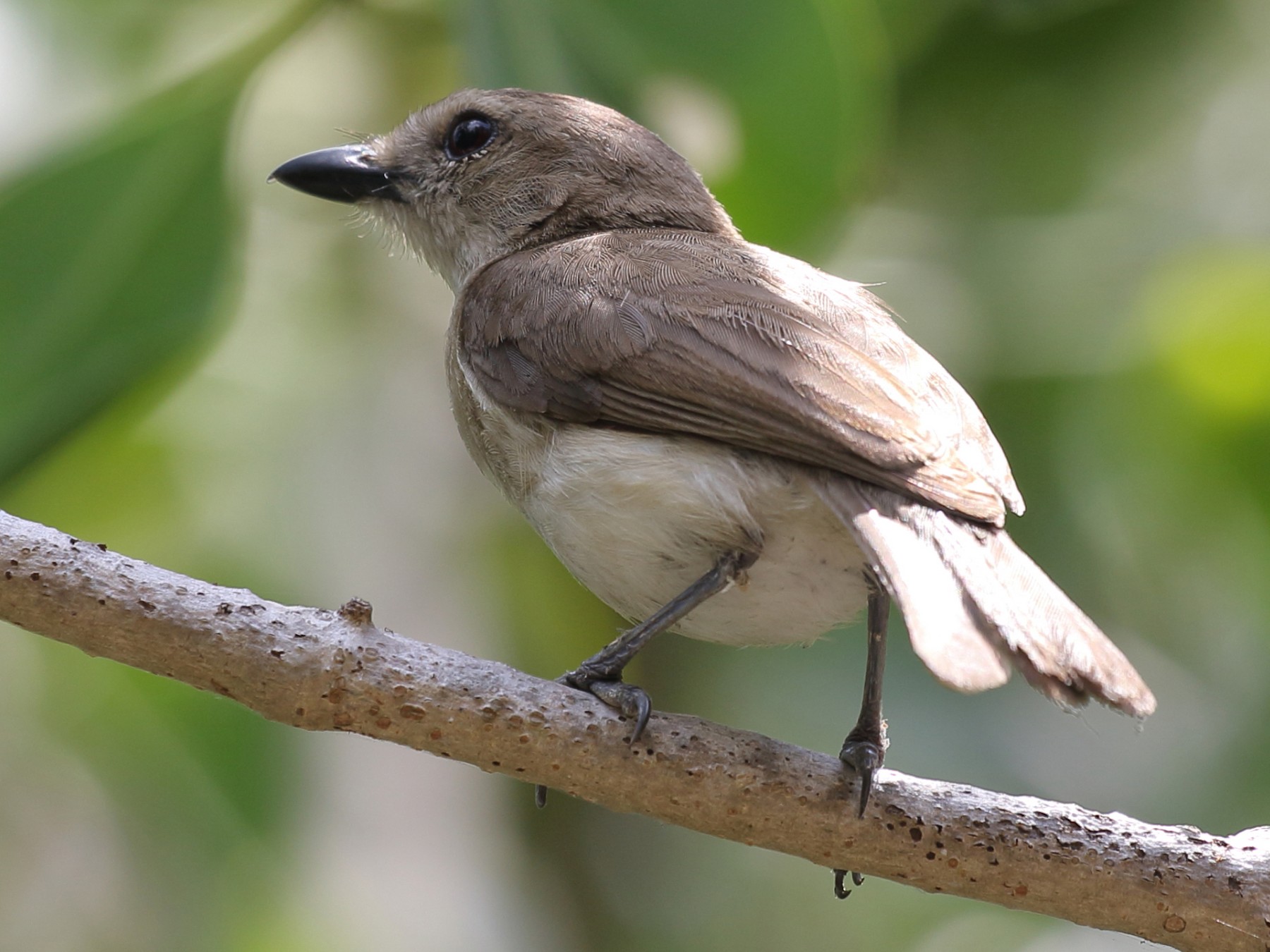 Silbador Simple - eBird