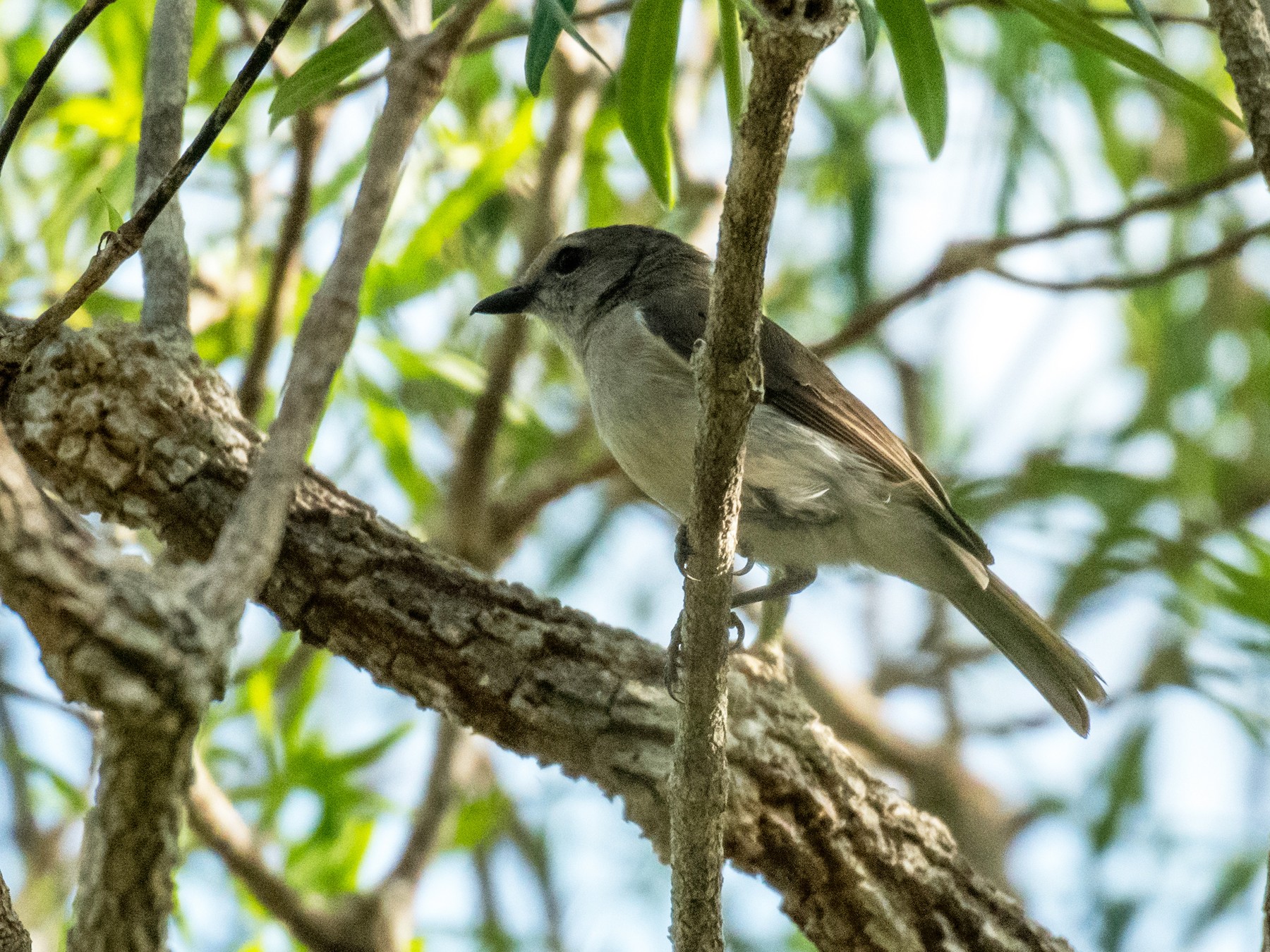 Gray Whistler - eBird